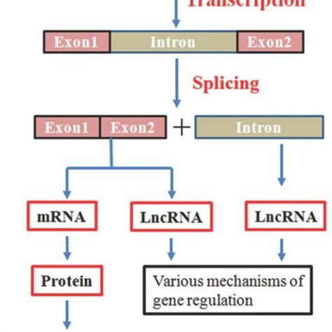 Long Non Coding Rnas Involved In Different Stages Of Cancer Metastasis