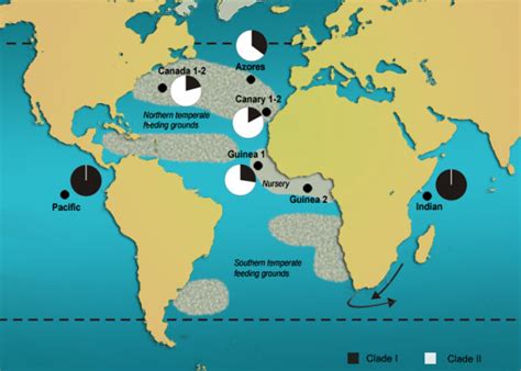 Locations Of Bigeye Tuna Samples In The Atlantic Ocean Indian Ocean