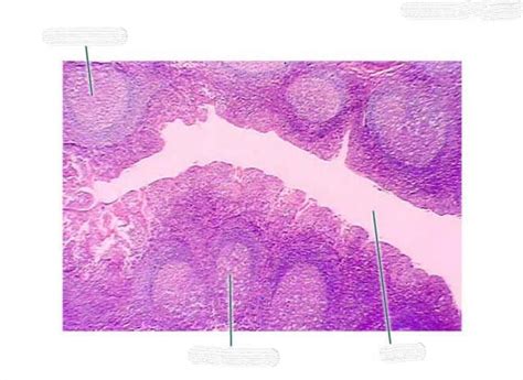 Histology Slides Flashcards Memorang