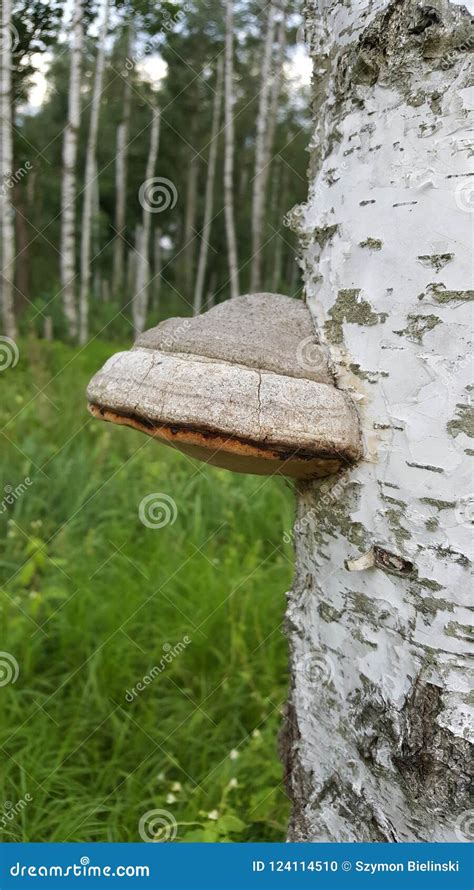 Fungus On A Tree Trunk Stock Photo Image Of Bark Grey 124114510