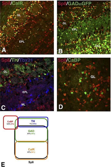 Sp8 Marks Specific Populations Of Olfactory Bulb Interneurons In The Download Scientific