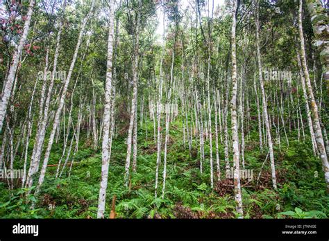 A Dense Grove Of Cinnamon Trees Grow In A Rain Forest In Kerinci Seblat