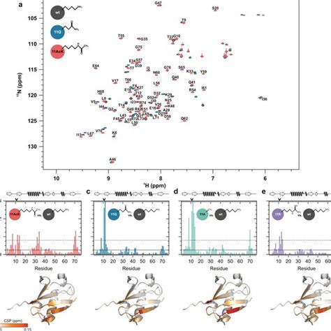 Structural Differences Between Ub 11ack And Nonmodified Ub Result In Download Scientific