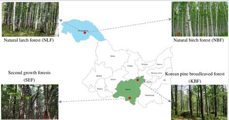 figure 2 from optimizing stand spatial structure by using neighborhood