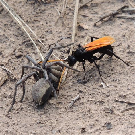 Wasp Vs Tarantula Round 1 Giant Spider Wasp Vs Huntsman Spider