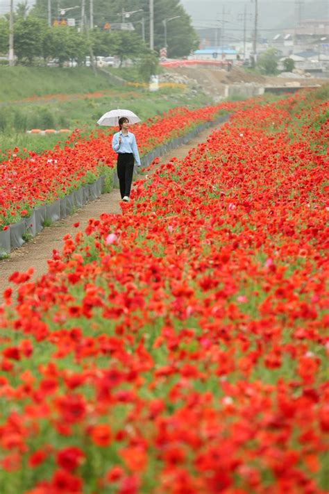 살랑거리는 붉은 자태 임실천 꽃양귀비 물결 장관 파이낸셜뉴스