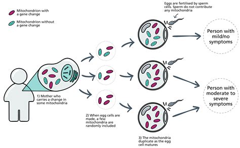 Visual Communication Aid Mitochondrial Inheritance — Knowledge Hub