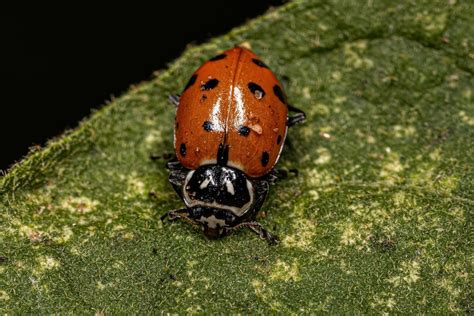 What Are The Types Of Ladybugs