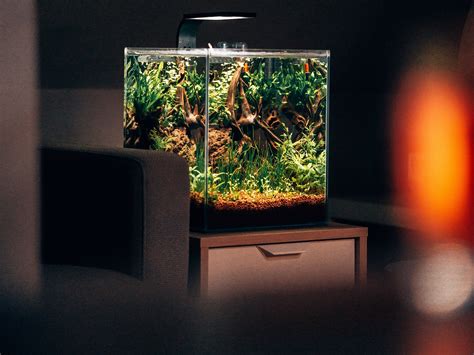 How To Aquascaping Maryland Aquarium Design Installation And