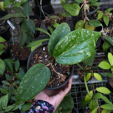 Hoya Macrophylla Splash Succulentasia