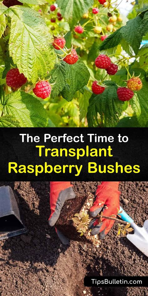 Transplanting Raspberries Time To Move Your Raspberry Bushes