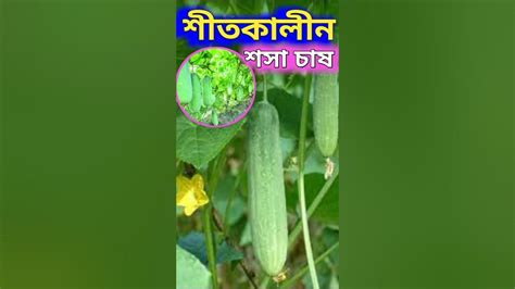শীতকালীন শসা চাষ পদ্ধতি সারা বছরই শসা চাষ করা যায় এবং শসা গাছের