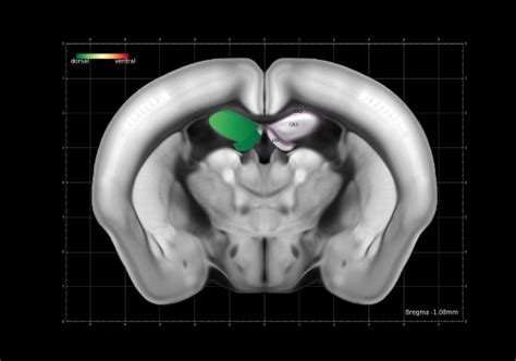 Longitudinal Axis Atlas