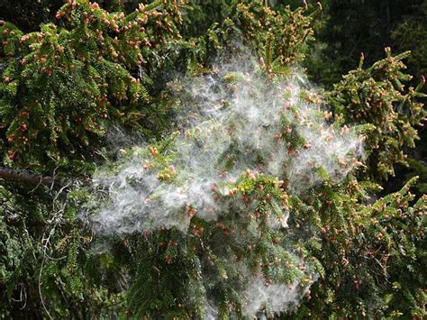 Mitchell Grass Downs Ecoxplore