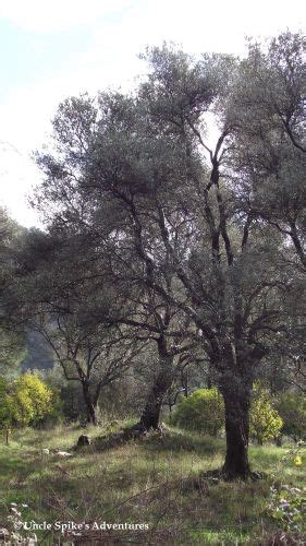 Olive Tree Regeneration Uncle Spikes Adventures