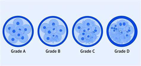 Oocyte Repropedia