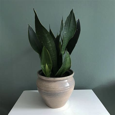Sansevieria Black Diamond 200mm - The Jungle Collective
