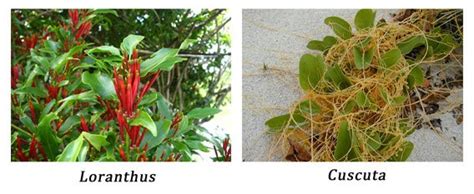 Adaptations Of Parasites Easybiologyclass