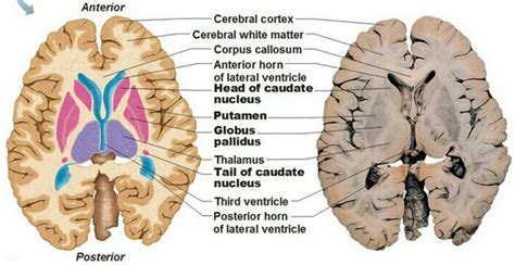 Basal Ganglia Section Basal Ganglia Basal Ganglia Anatomy Brain Anatomy