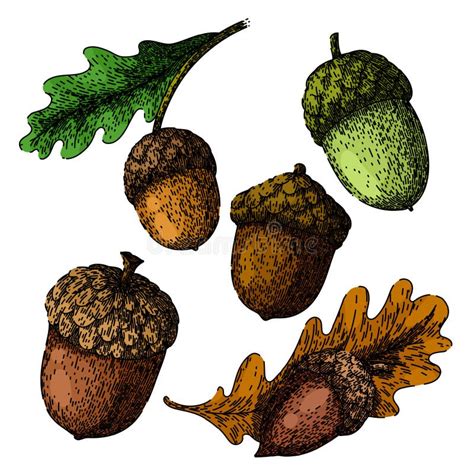 Acorn Nut Set Sketch Hand Drawn Vector Stock Illustration