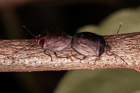 Premium Photo Adult Stink Bugs