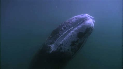 Gray Whale Migration Ocean Today Pbs Learningmedia