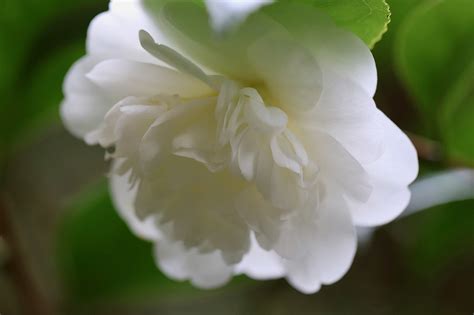 5 무료 하얀 동백꽃 And 동백꽃 이미지 Pixabay