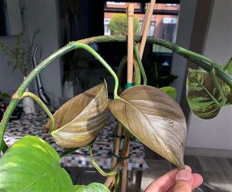 13 Reasons Your Pothos Is Turning Brown And How To Fix It Little