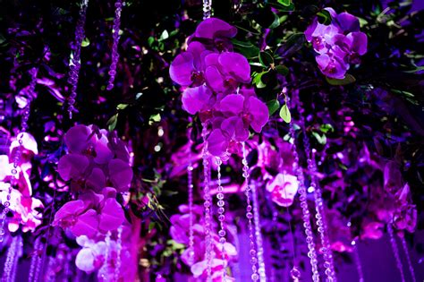 Tanya Jimmy Tom Trovato