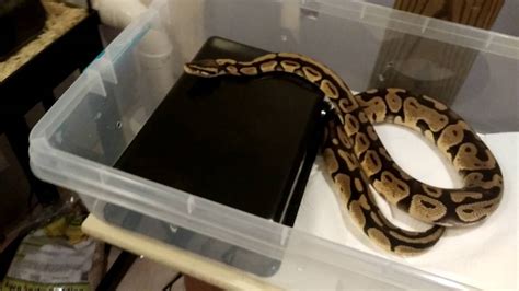 Best Plastic Tub For Ball Python At Chris Colon Blog