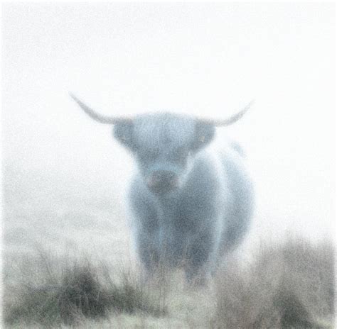 The Skye Blue Hairy Coo Rcows