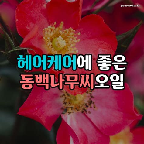 원쿡 예로부터 동백나무씨오일은 머릿기름으로 많이 써왔다고 합니다 동백나무씨 안에 있는 보습진정