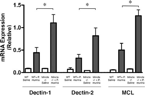 The Expression Of Other C Type Lectins Is Increased In The Absence Of