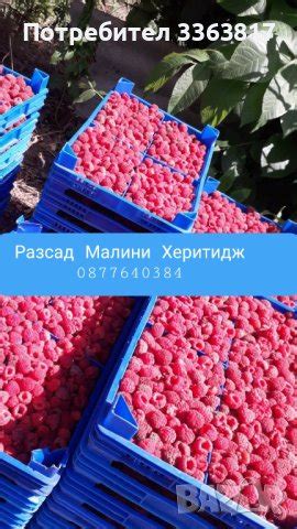 разсад малини Херитидж в Разсади в гр. Попово - ID38447409 | Bazar.bg