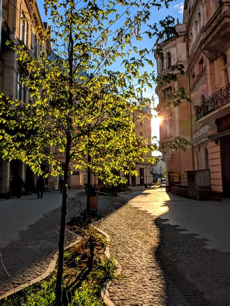 낮에는 나무 근처의 갈색 콘크리트 건물 사진 Unsplash의 무료 리비우 이미지