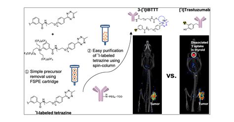 Development Of A Novel Prosthetic Click Linker For Radioiodination Of Antibody Based