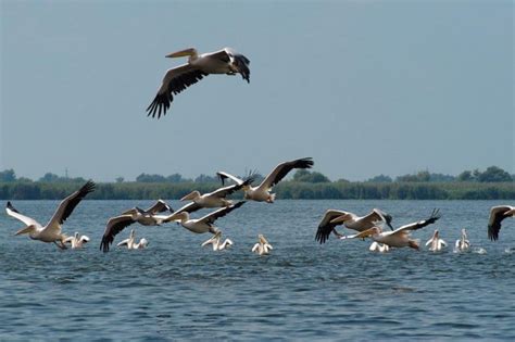 Rezervatia Biosferei Delta Dunarii Rezervatii Naturale Si Monumente