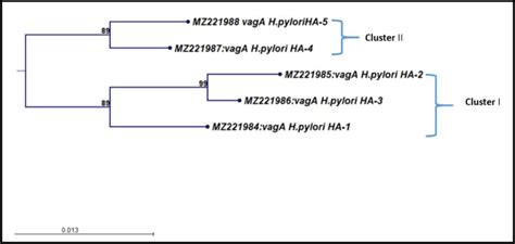 phylogenetic neighbor joining tree constructed by clc sequence viewer