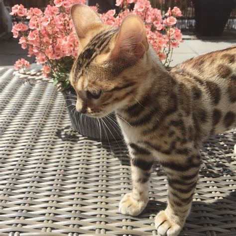 Elysia Curiosityspace