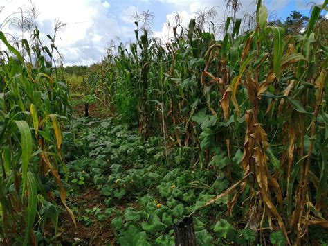 Frontiers Review Of Agronomic Research On The Milpa The Traditional
