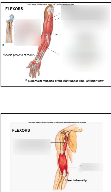 Flexors Diagram Quizlet