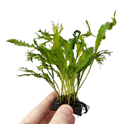 Java Fern Coconut Bridge Mini Aqua Essentials Java Fern Coconut Bridge Mini Aqua Essentials