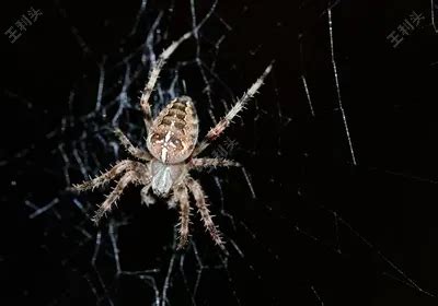 Python的最新版本是多少 王利头