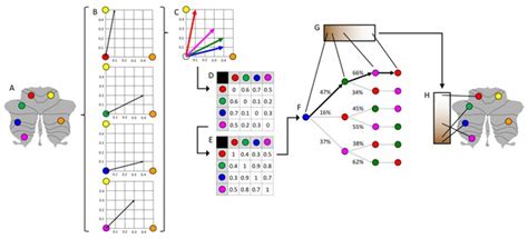Figures And Data In Functional Gradients Of The Cerebellum Elife