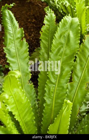 Asplenium Nidus épiphyte Fougères Tropicales Sur Tronc Darbre Bali