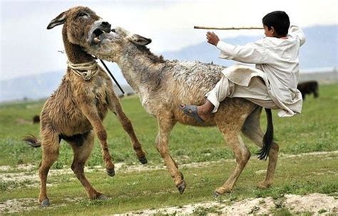 FrstHand Donkey Sex The Most Bizarre Tradition