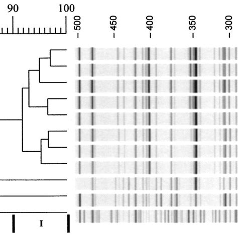 example of fluorescently labeled aflp patterns and dendrogram for 11