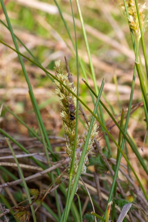 A Fly On Grass Pixahive