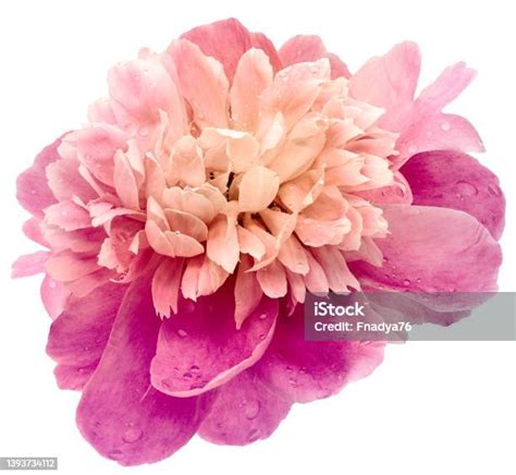 클리핑 경로가있는 흰색 고립 된 배경에 보라색 모란 꽃 근접 촬영 디자인을 위해 자연 0명에 대한 스톡 사진 및 기타 이미지 Istock