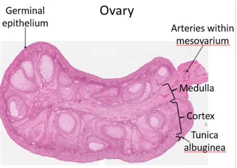 Ovary Medulla Histology